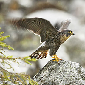 WANDERFALKE / PEREGRINE FALCON - Workshops in Czech Republic
