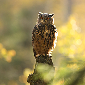 Uhu / Great Eagle Owl - Workshops in Czech Republic